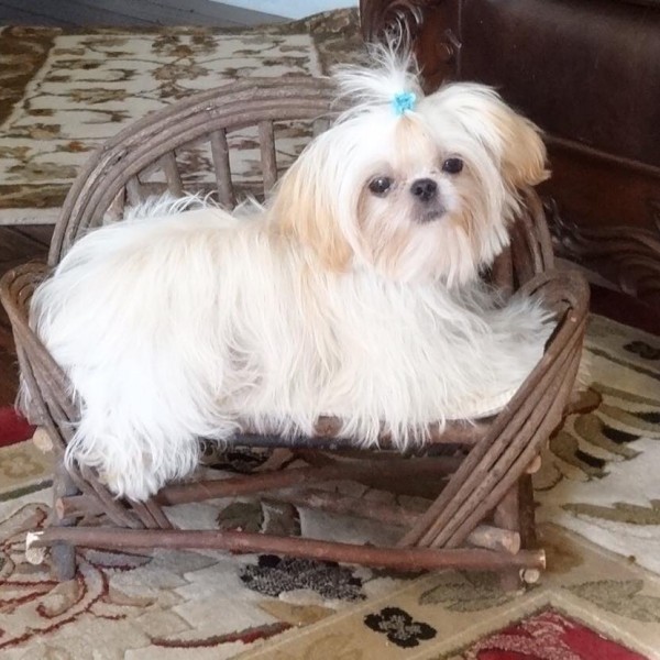 Imperial Shih Tzu & Tiny Teacup Shih Tzu Puppies in California ...
